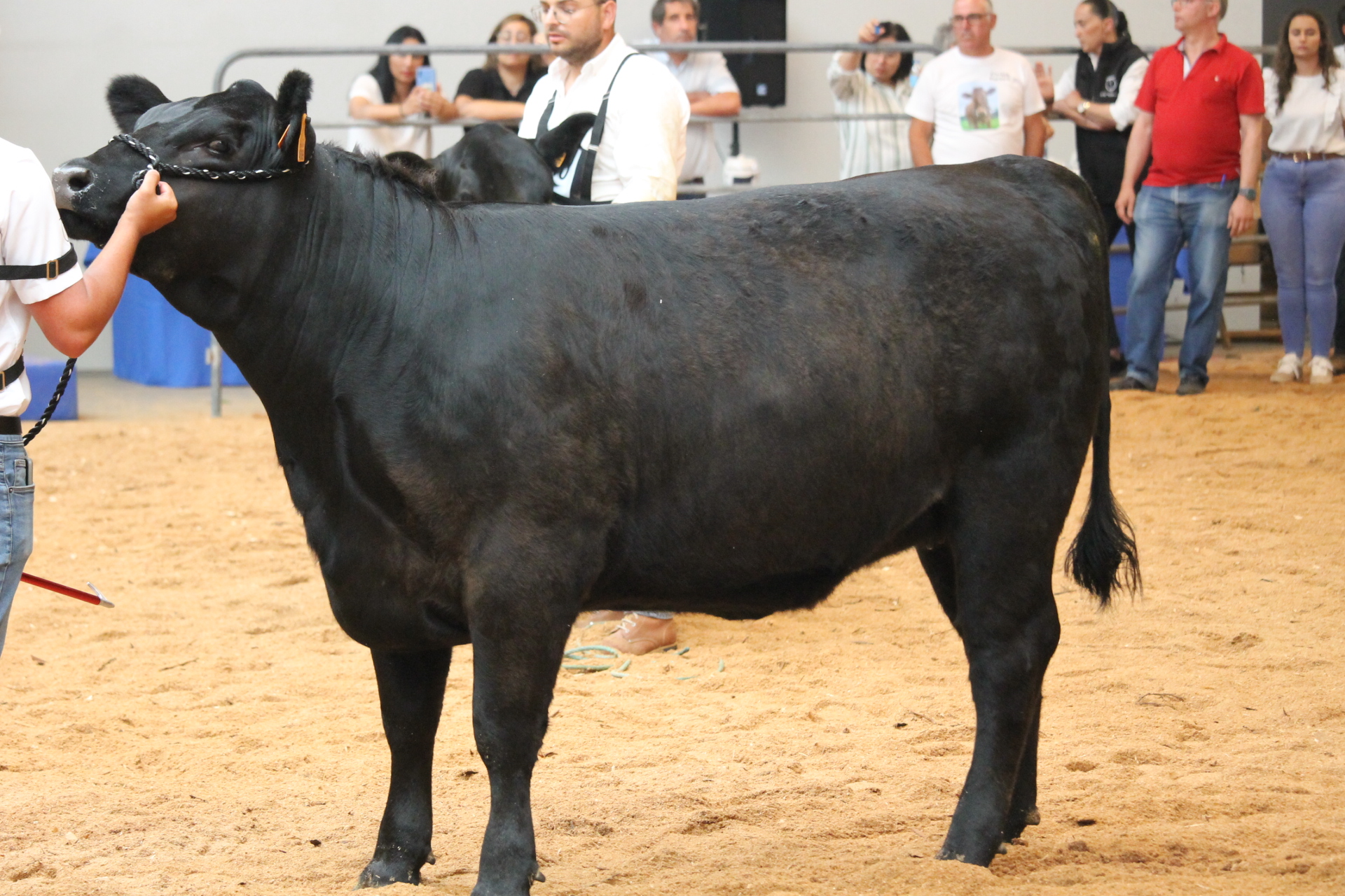a (6) – Aberdeen-Angus Portugal
