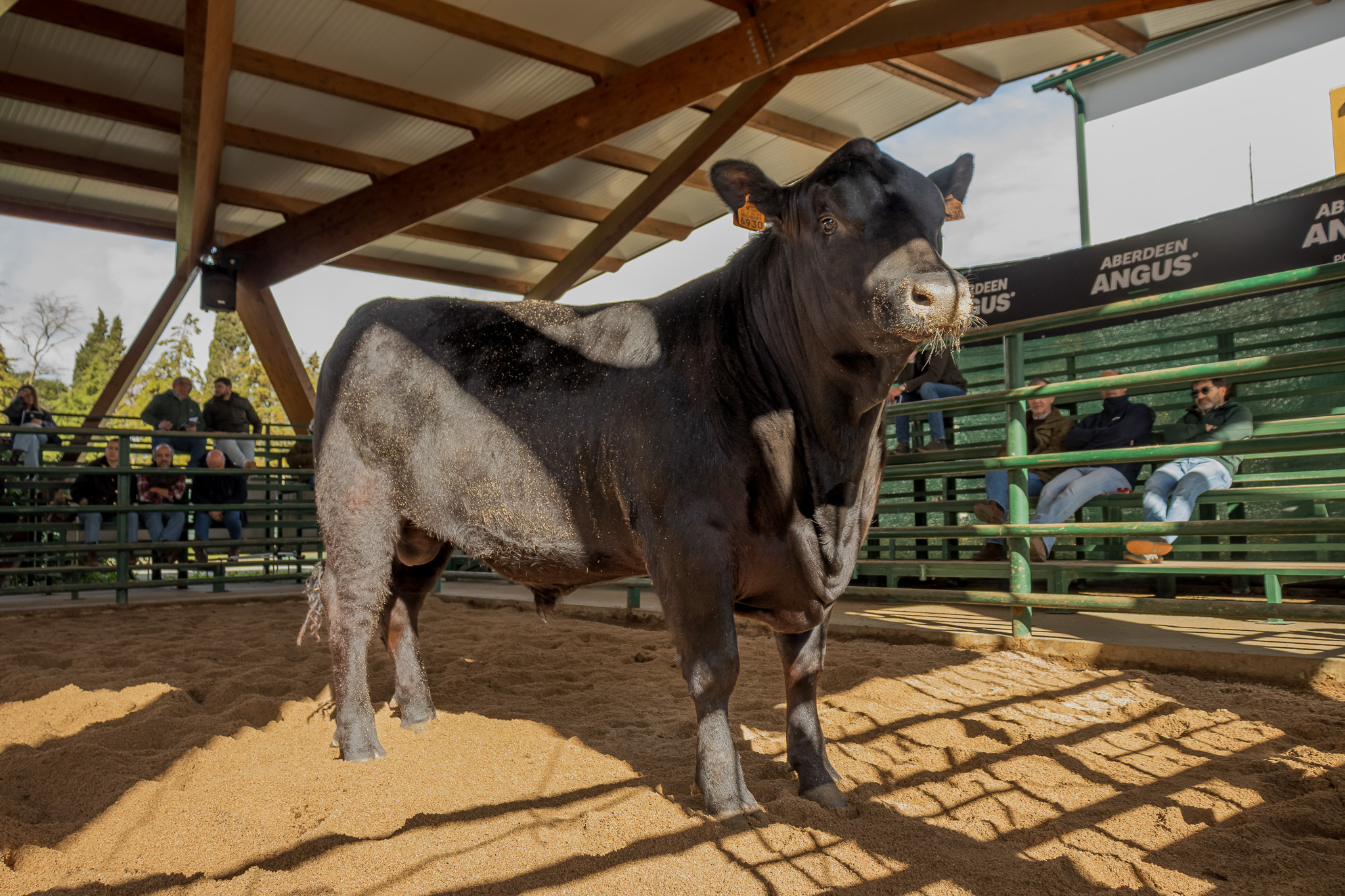 Aberdeen-Angus Portugal