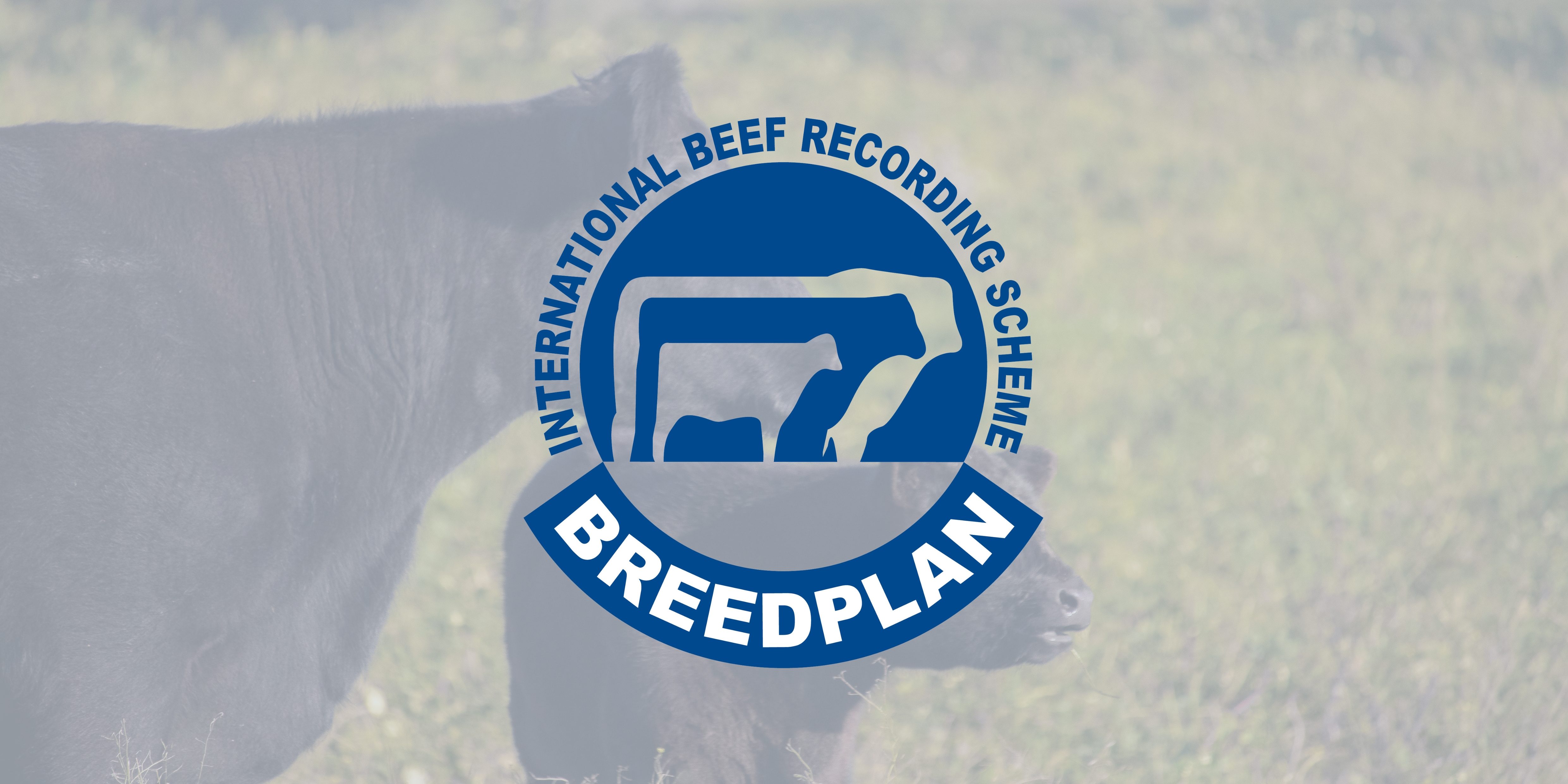NOVAS CARACTERÍSTICAS AVALIADAS NO BREEDPLAN – Aberdeen-Angus Portugal