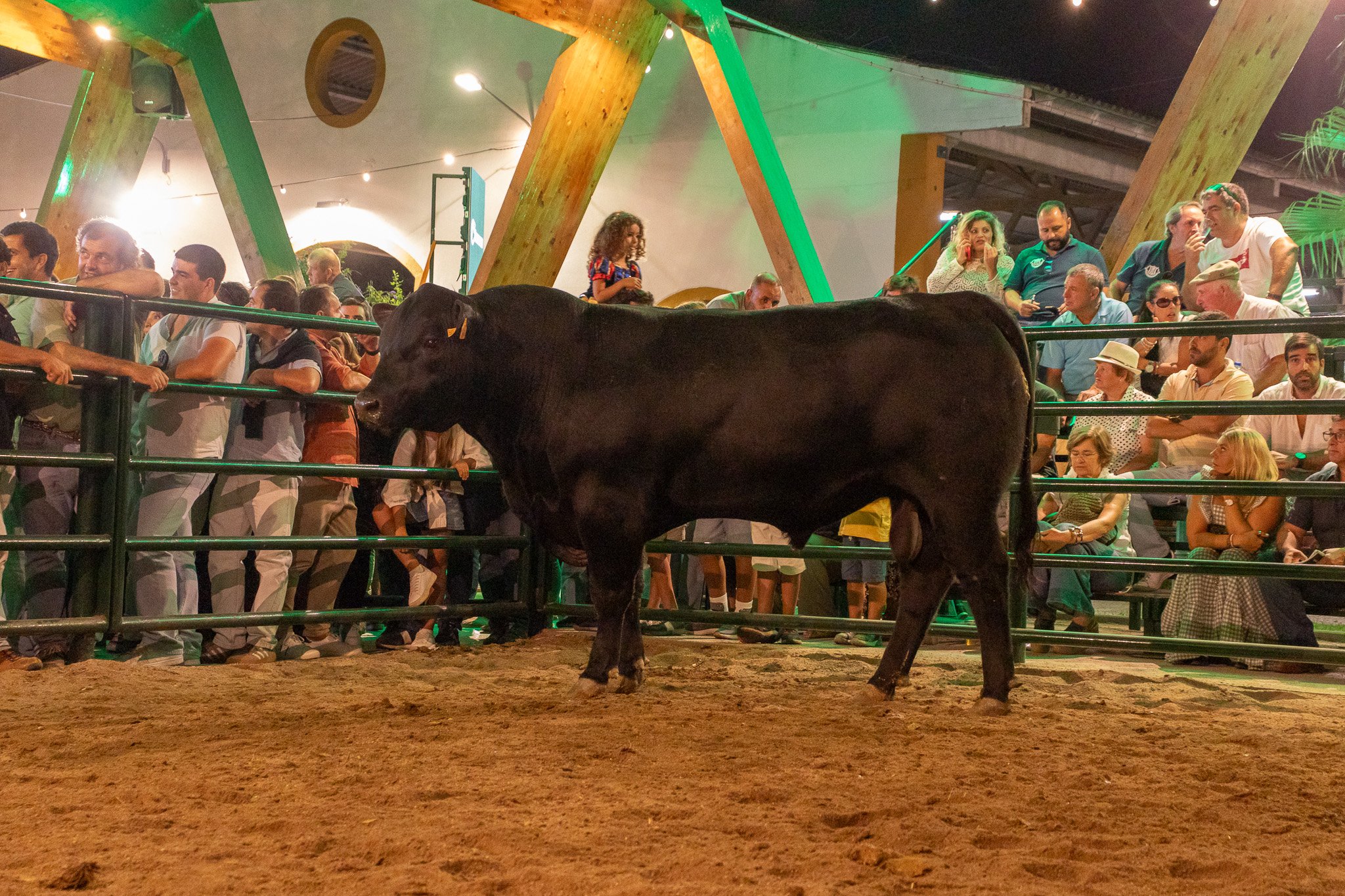 IMG_8973 – Aberdeen-Angus Portugal